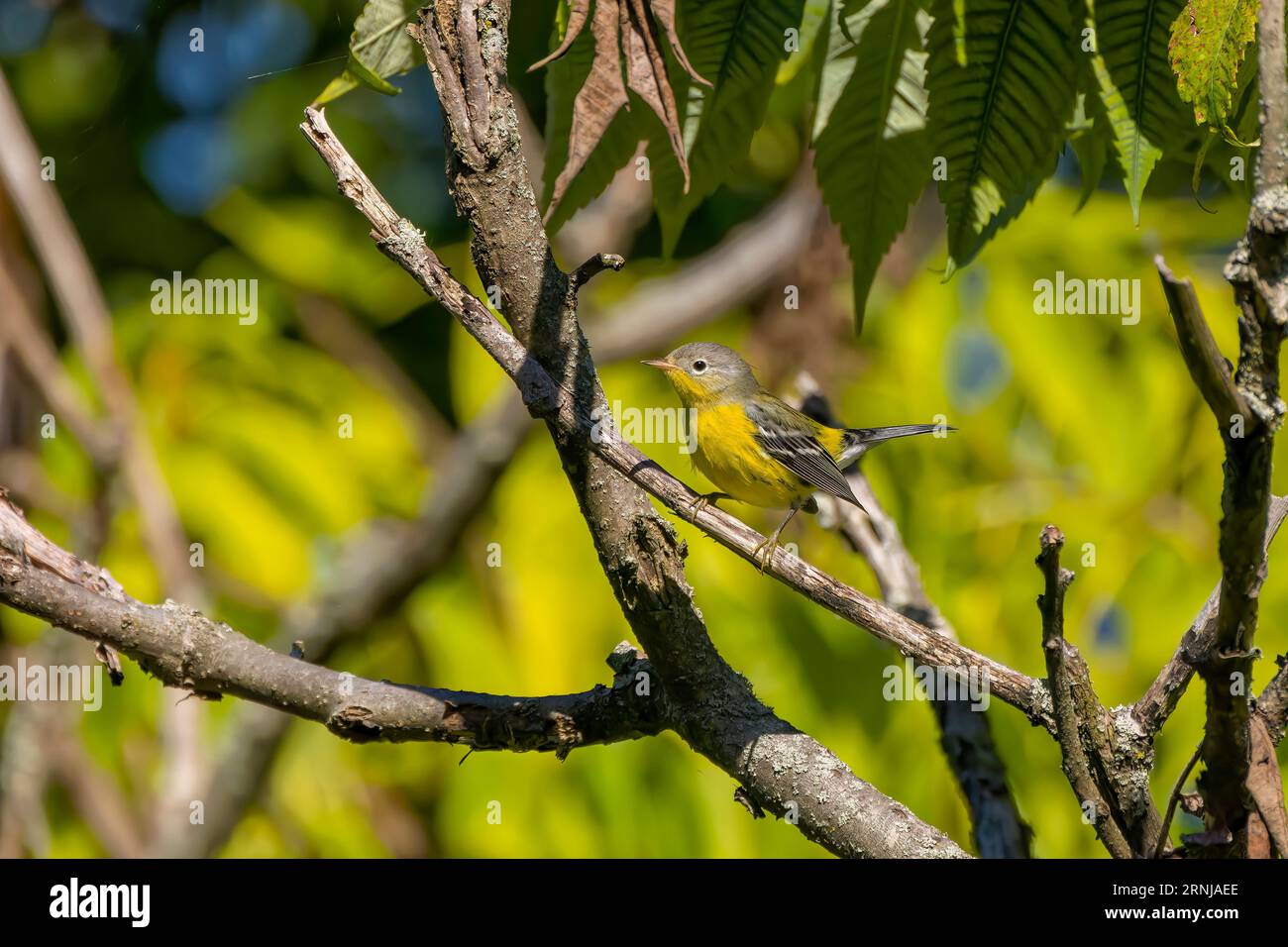 Norther american birds hi-res stock photography and images - Alamy