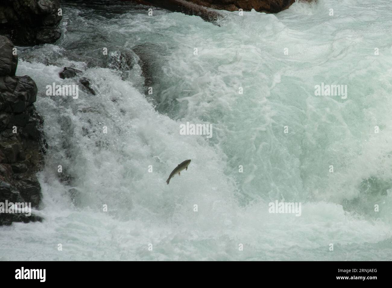 Coho salmon jumping up a waterfall of Stamp River which is a major ...