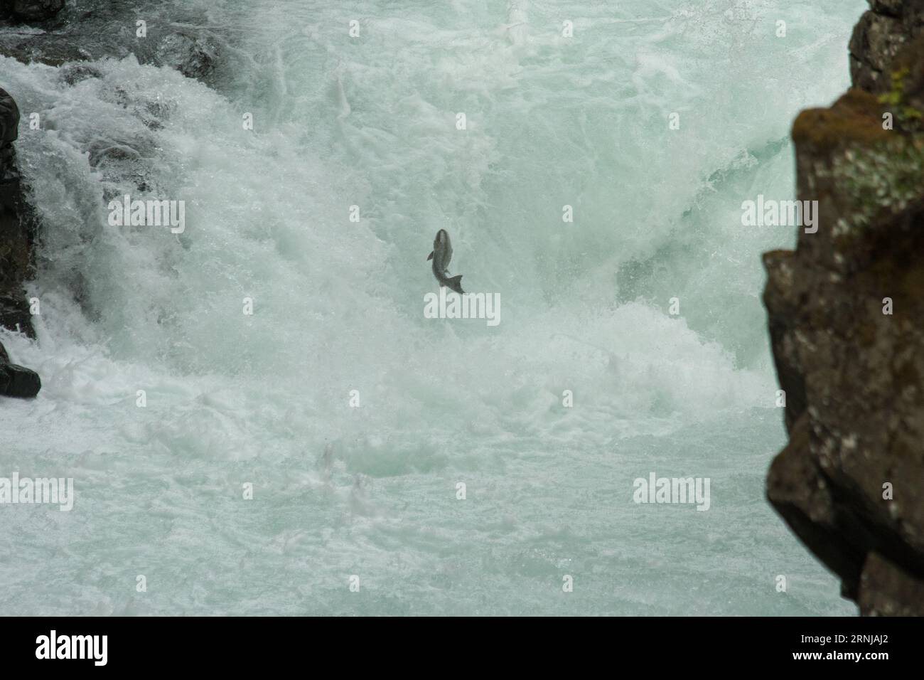 Coho salmon jumping up a waterfall of Stamp River which is a major ...