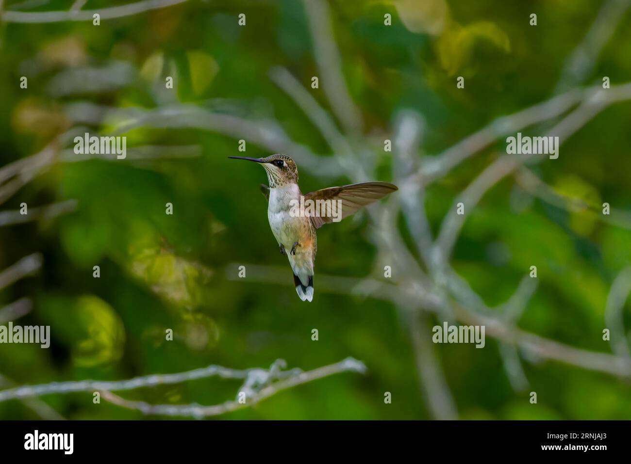 The Ruby-throated hummingbird (Archilochus colubris Stock Photo - Alamy