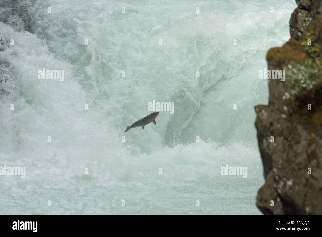 Coho salmon jumping up a waterfall of Stamp River which is a major ...