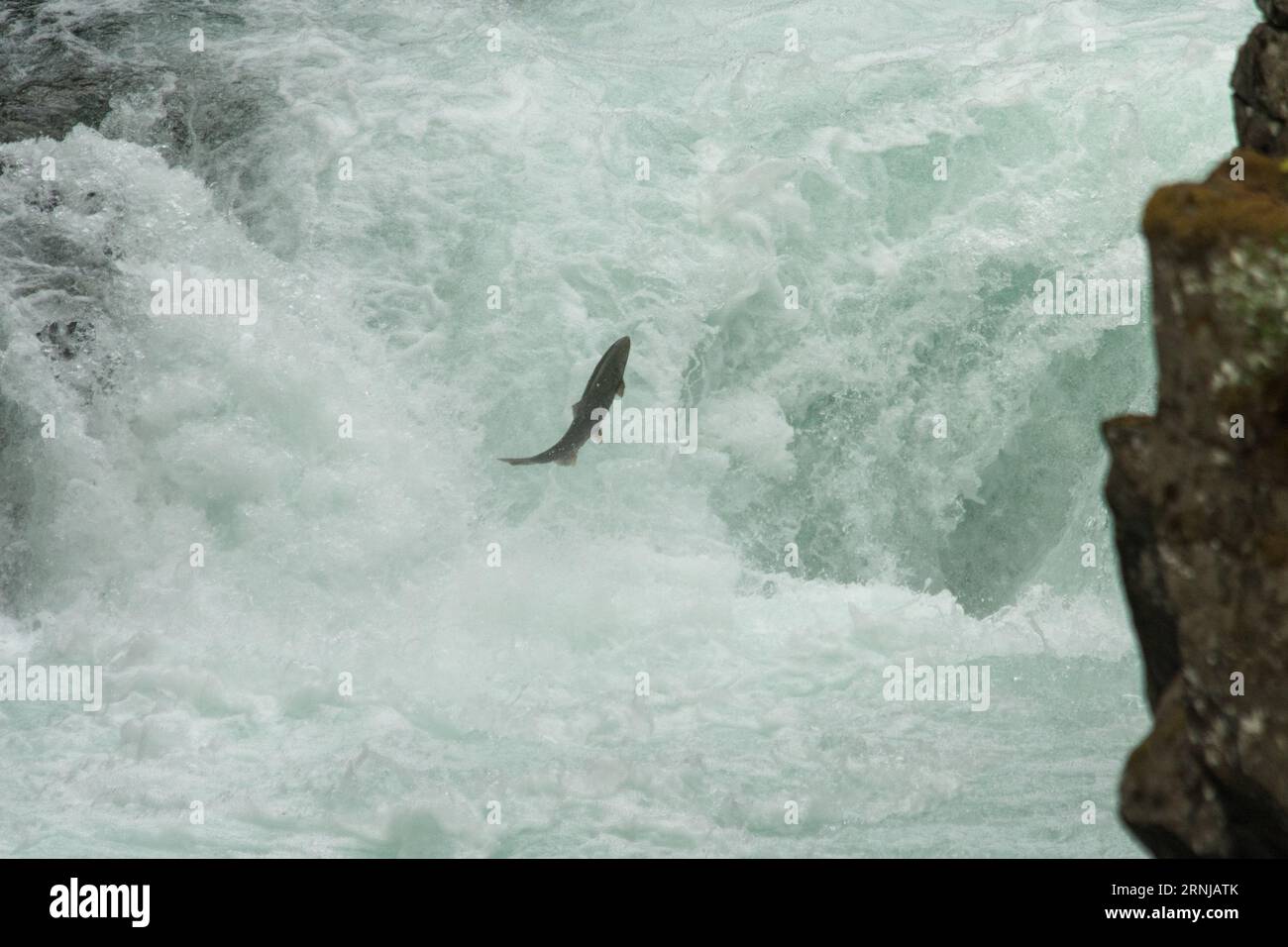 Coho salmon jumping up a waterfall of Stamp River which is a major ...