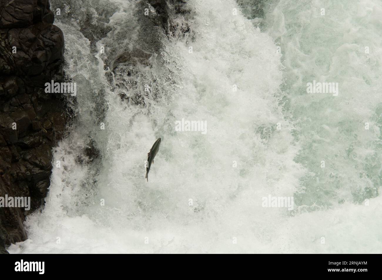 Coho salmon jumping up a waterfall of Stamp River which is a major ...