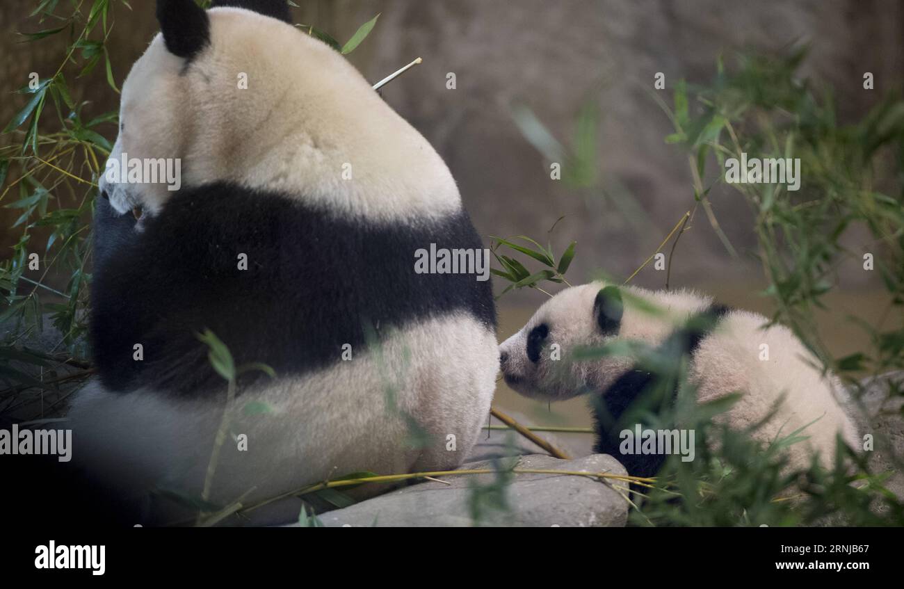 Giant panda cub Chulina is seen with her mother at the Zoo Aquarium in ...