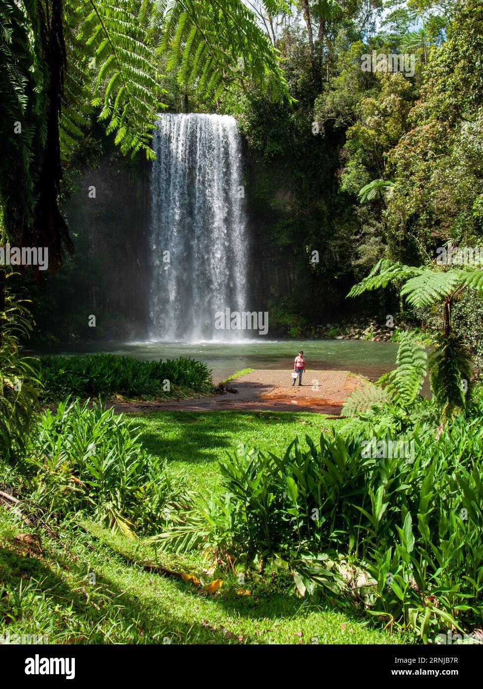 Millaa falls plunge waterfall hi-res stock photography and images - Alamy