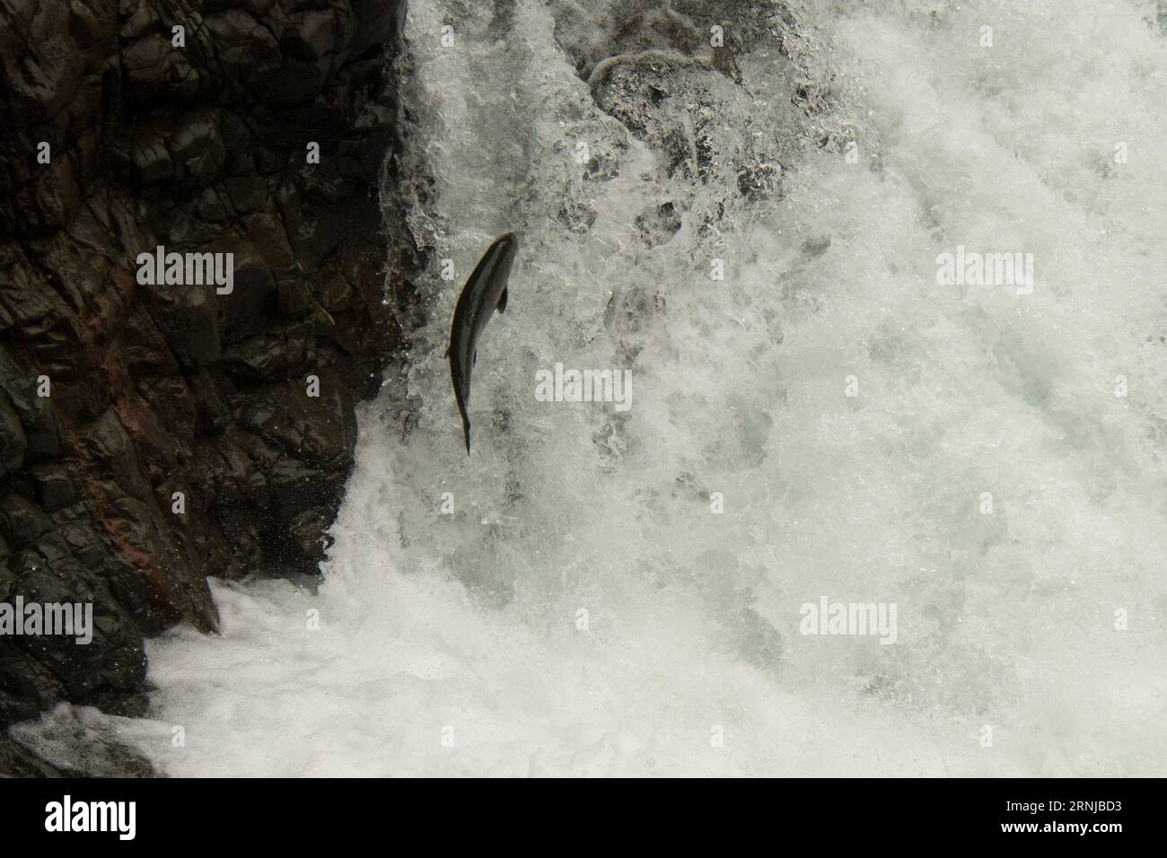 Coho salmon jumping up a waterfall of Stamp River which is a major ...