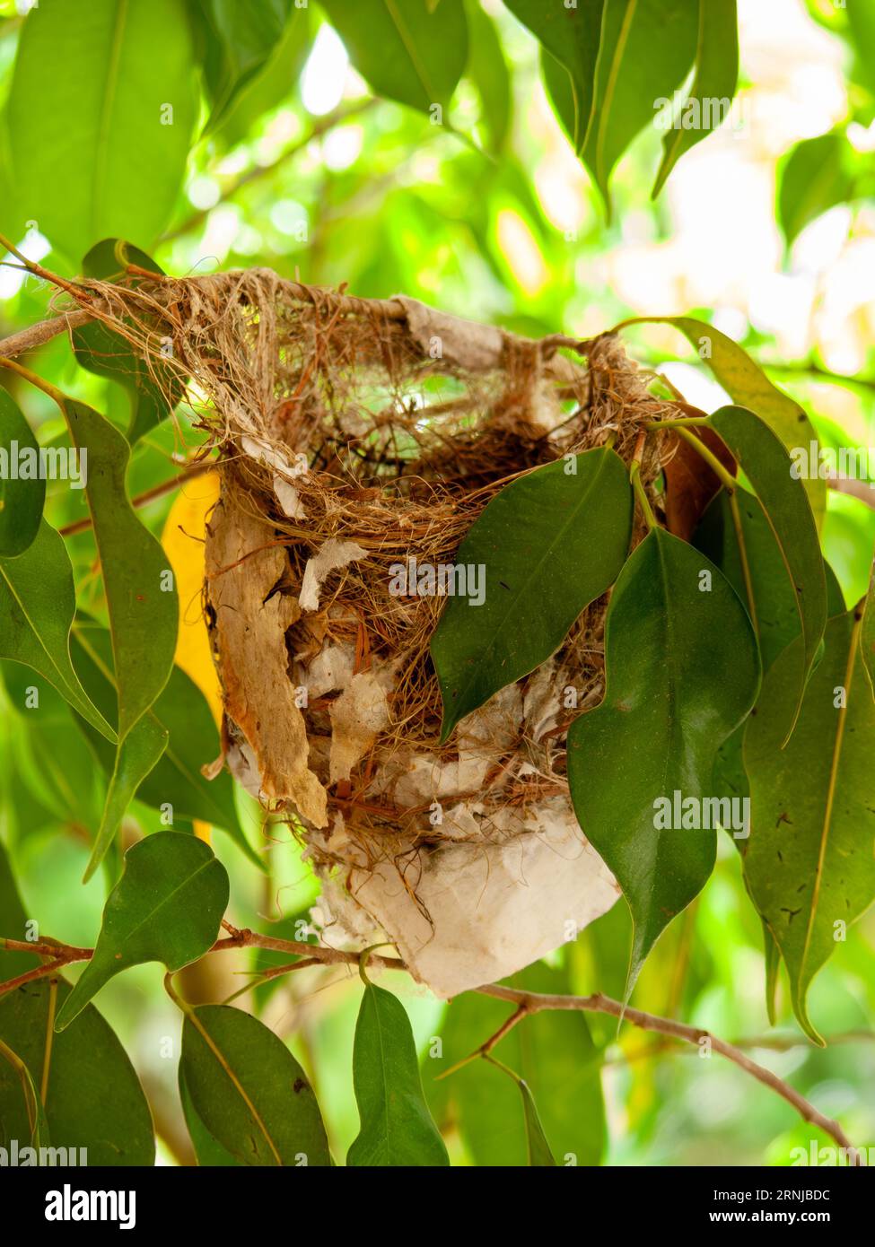 Birds Nest composed of twigs and paper, Yungaburra, Australia Stock ...