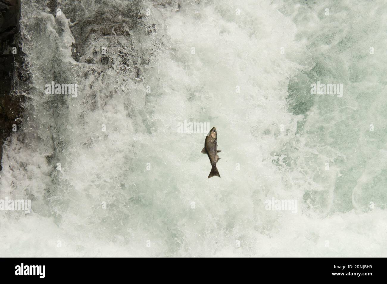 Coho salmon jumping up a waterfall of Stamp River which is a major ...