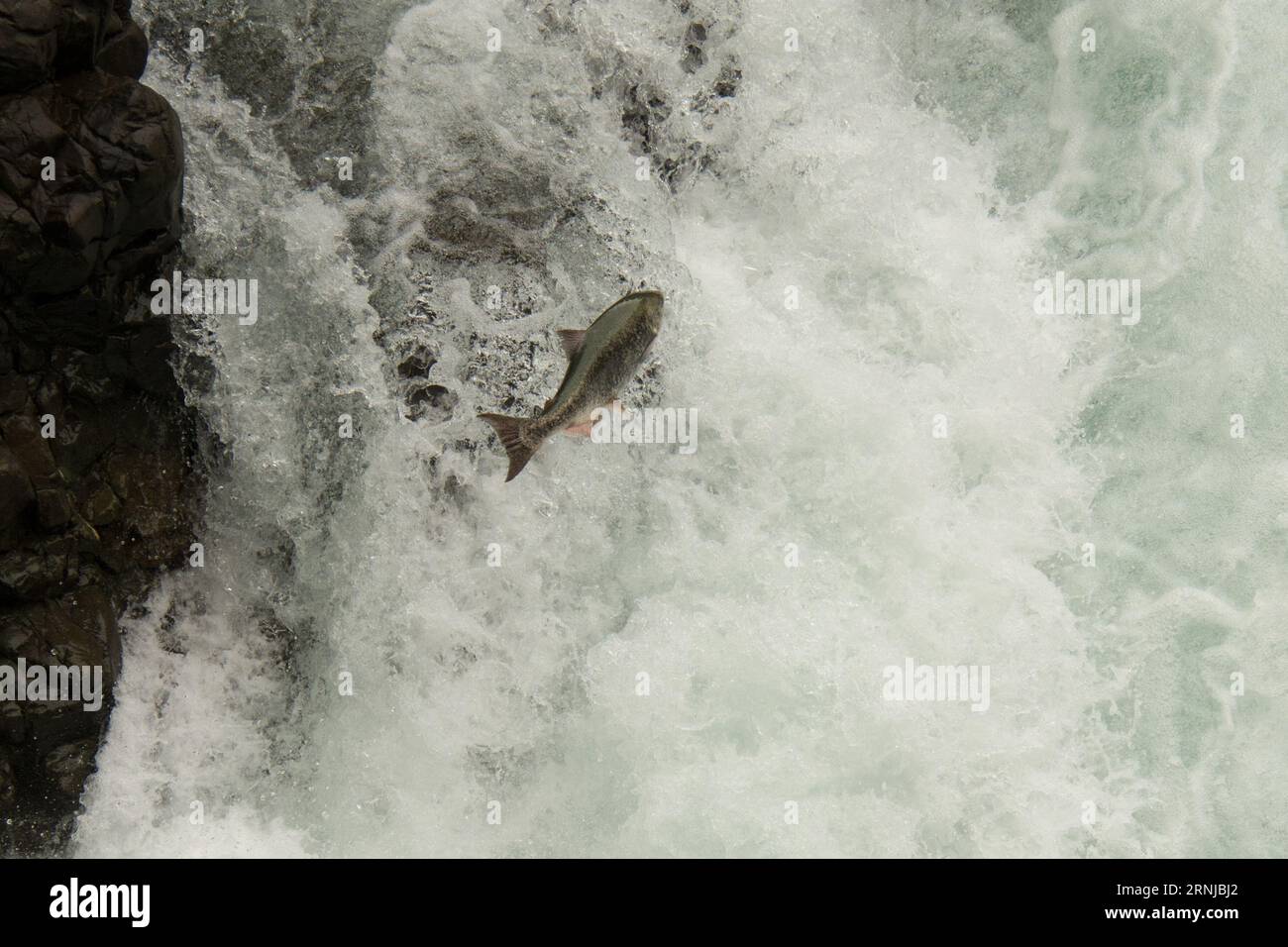 Coho salmon jumping up a waterfall of Stamp River which is a major ...