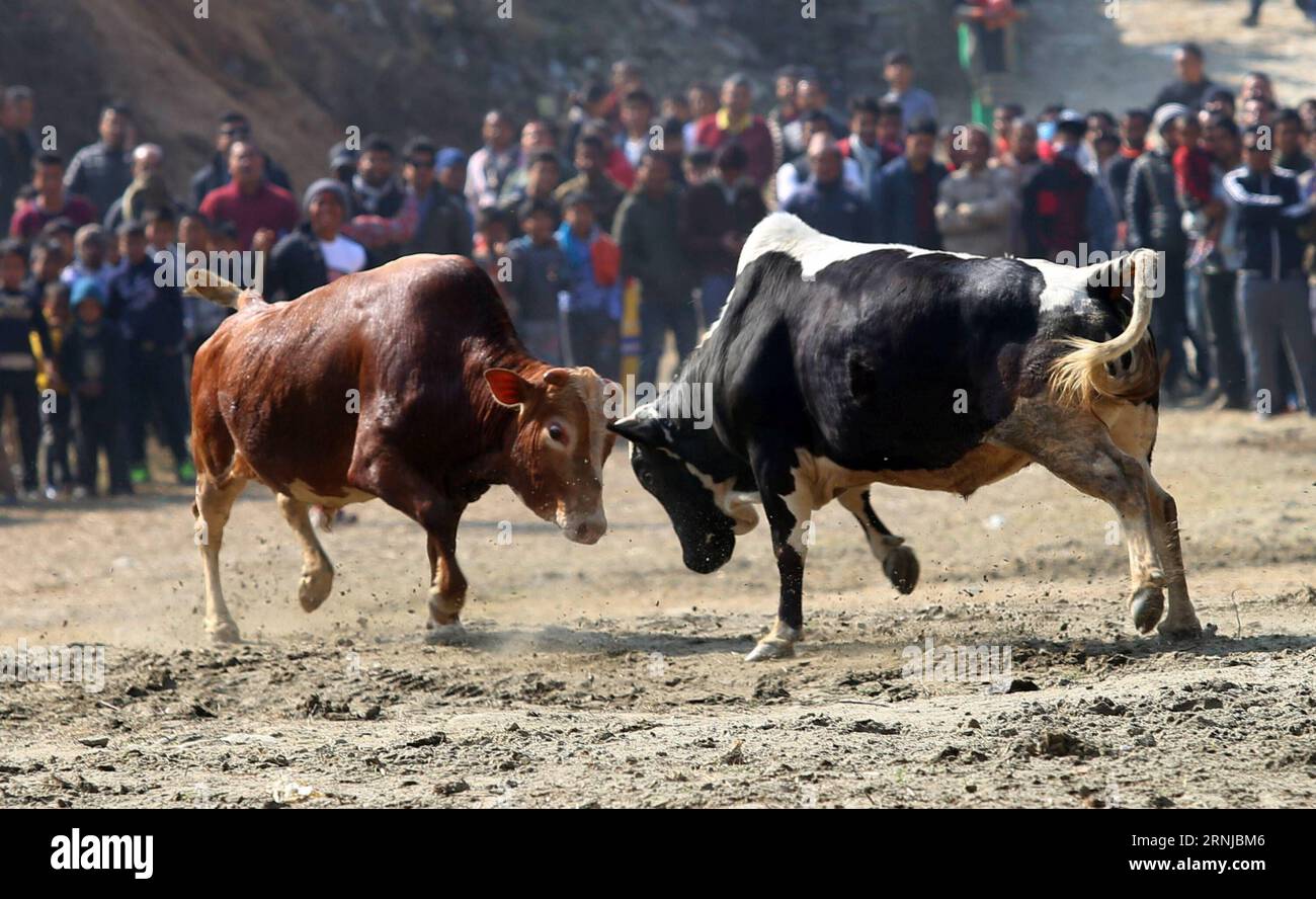 Sankranti bull hi-res stock photography and images - Alamy