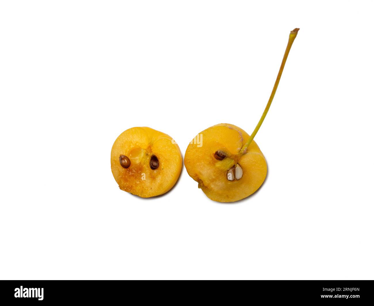 early variety of apples. Small yellow apples on a white background ...