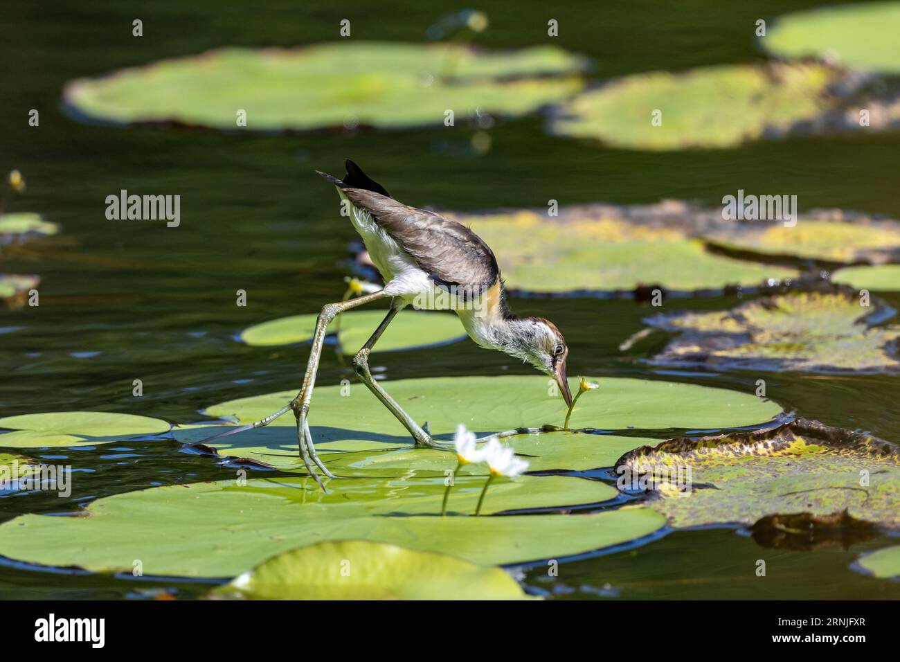 A comb-crested jacana, also known as the lotusbird or lilytrotter, is ...