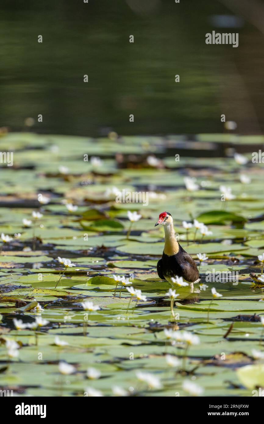 A comb-crested jacana, also known as the lotusbird or lilytrotter, is ...