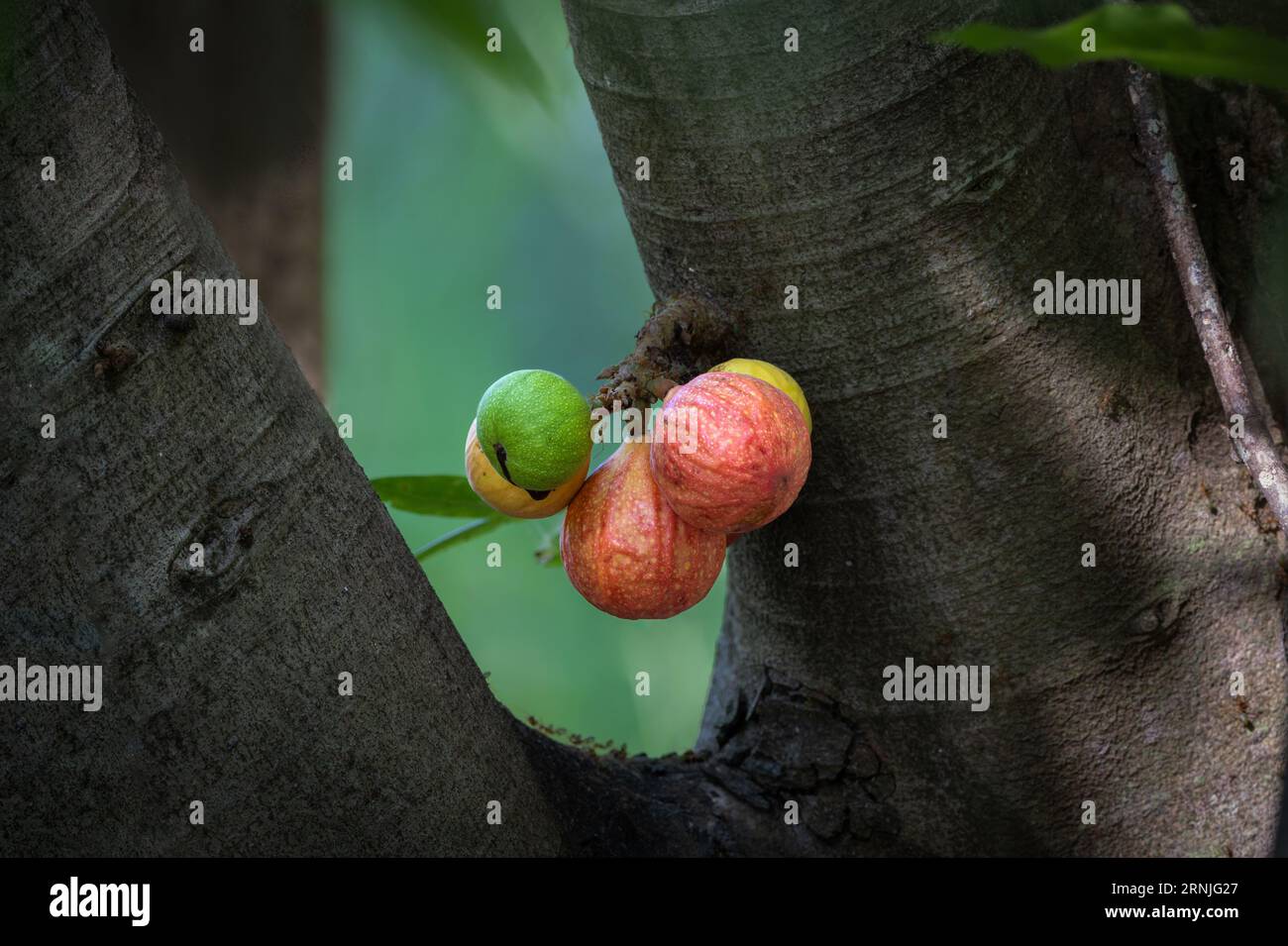 Variegated Fig tree with a close-up of five healthy cluster figs with a ...