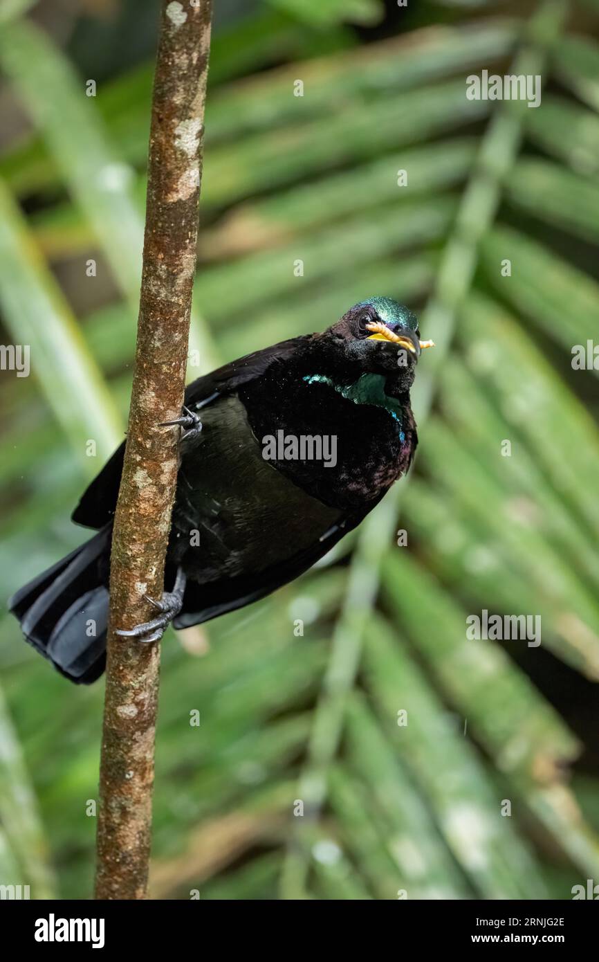 A magnificent male Victoria's riflebird is perched vertically on a ...