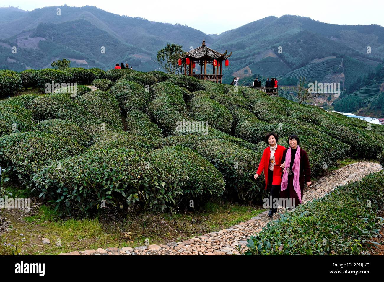Fujian province tea plantation hi-res stock photography and images - Alamy