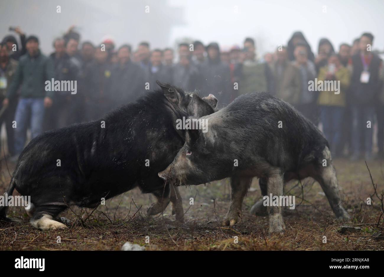 Schweinkampfe hi-res stock photography and images - Alamy
