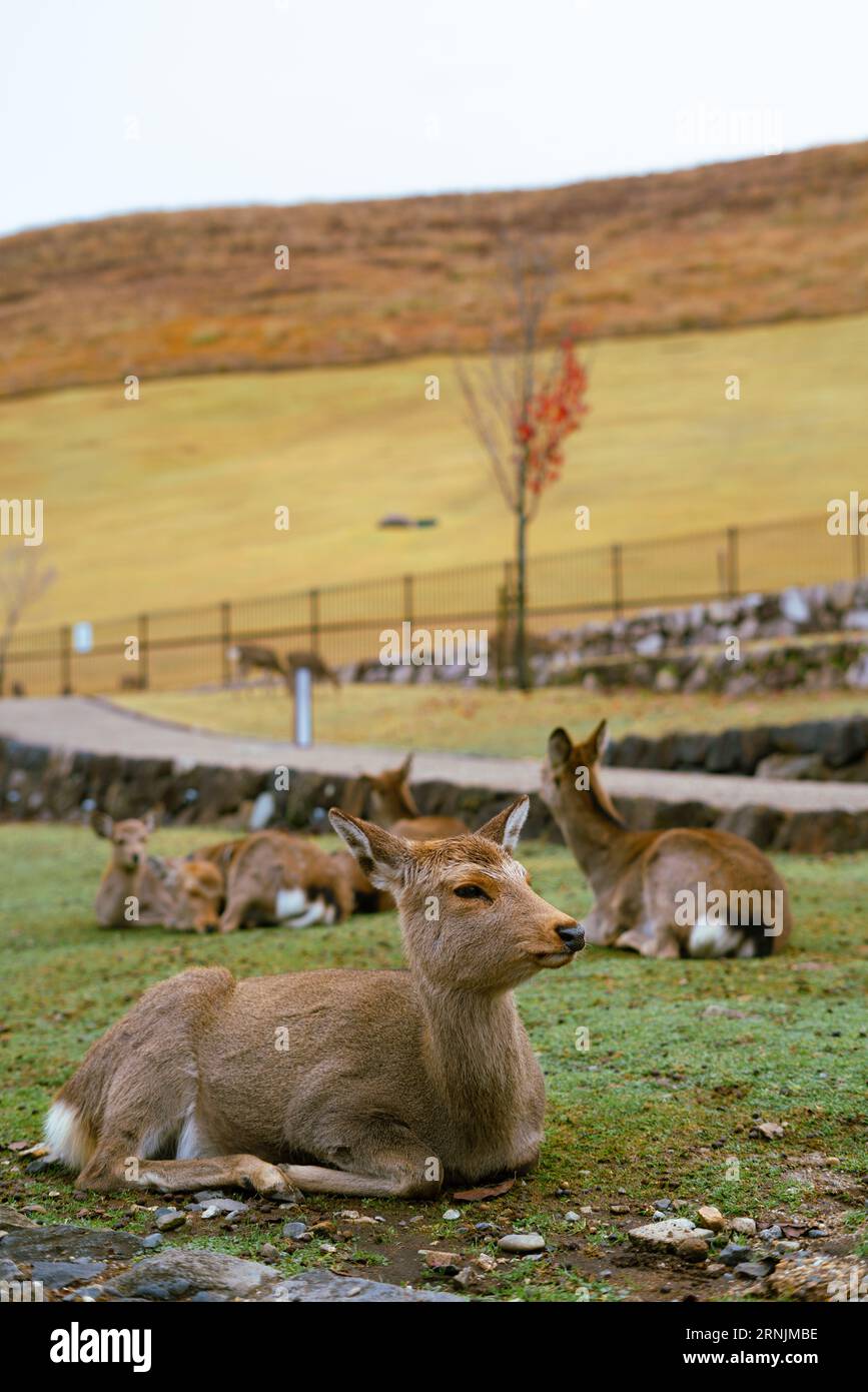 Wakakusa mountain in nara japan hi-res stock photography and images - Alamy