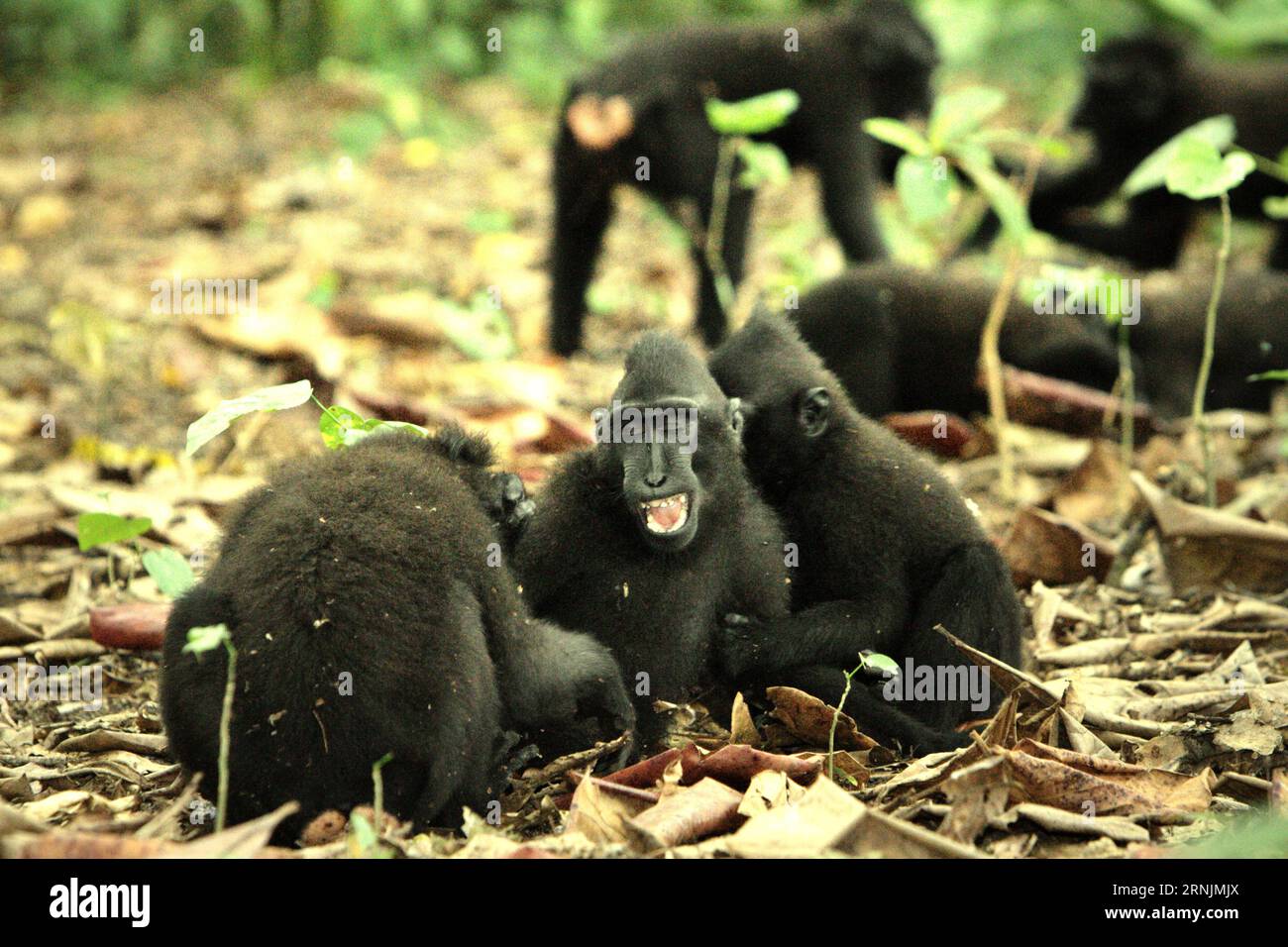 Primatologists hi-res stock photography and images - Alamy