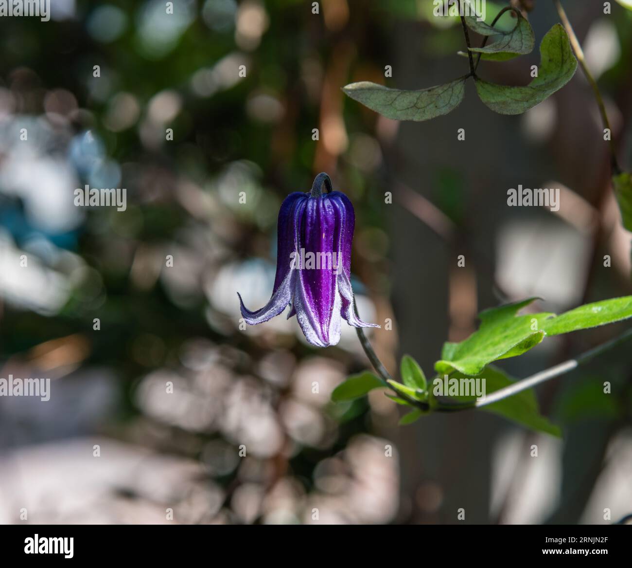 Beautiful Rooguchi Blue Bells Clematis flower (also known as solitary ...