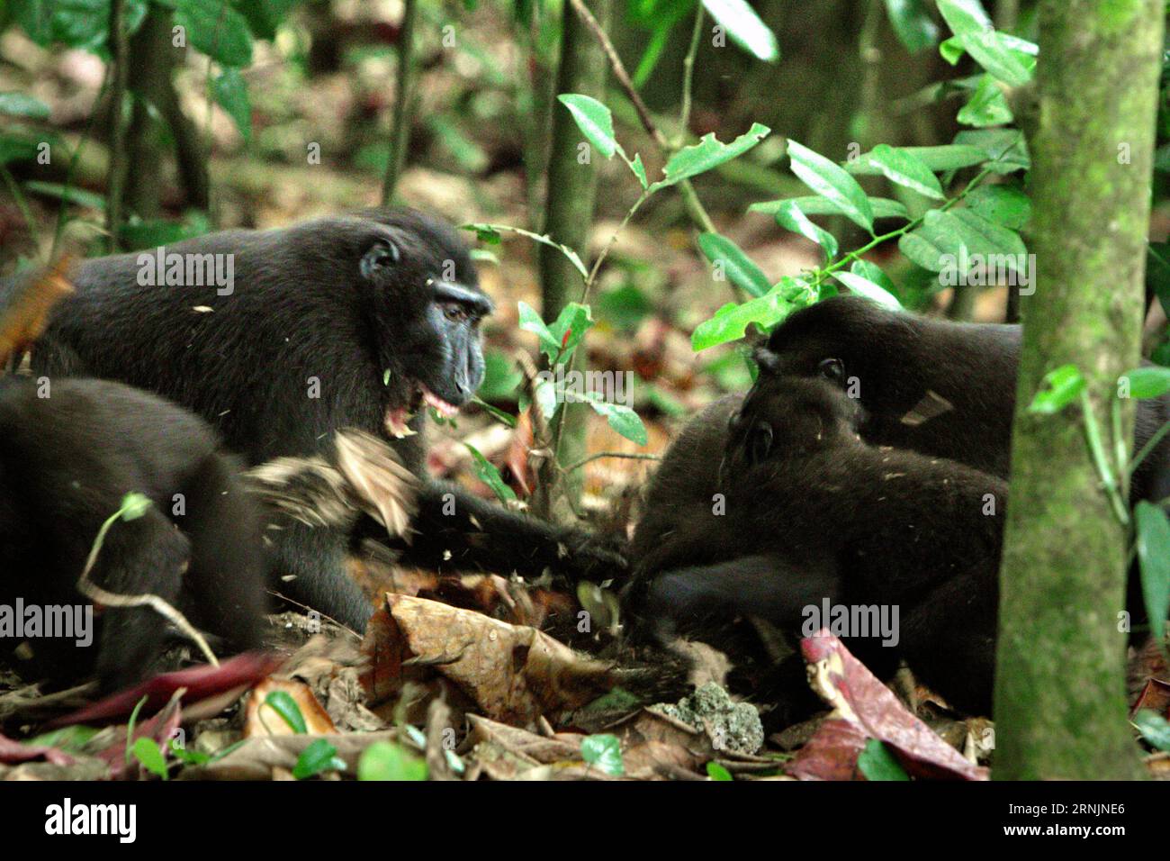 Primatologists have revealed that fighting or chasing each others are ...