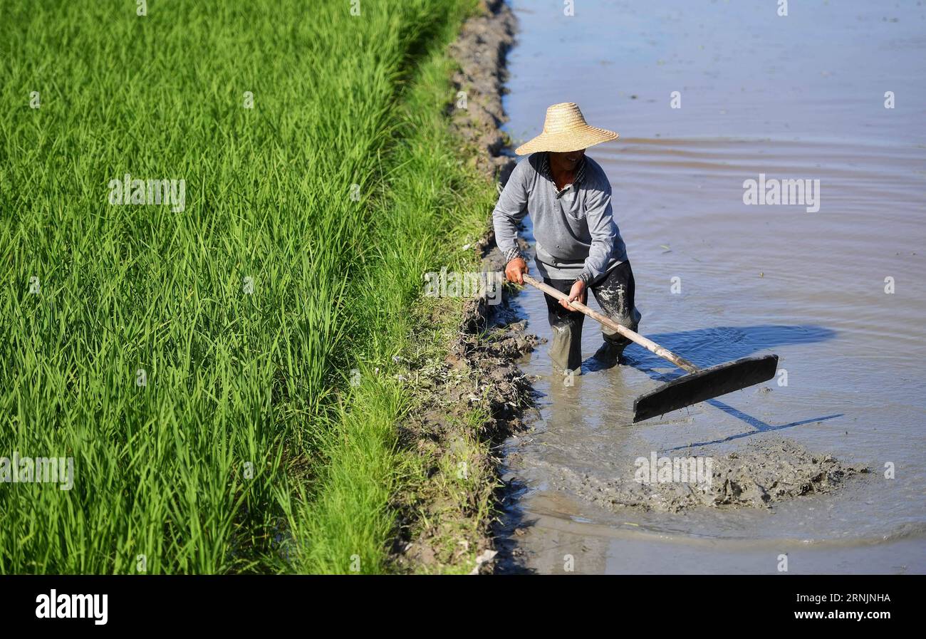 (170207) -- SANYA, Feb. 7, 2017 -- A farmer plows in a field during ...