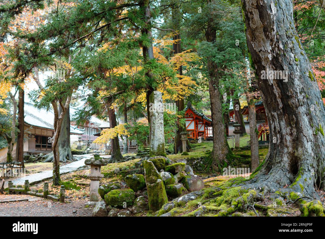 Nara park and traditional shrine at autumn in Nara, Japan Stock Photo ...