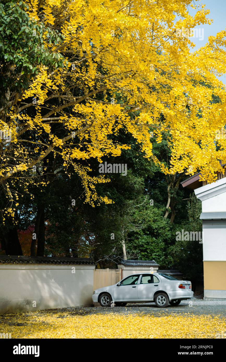 Nara park yellow ginkgo tree at autumn in Nara, Japan Stock Photo - Alamy