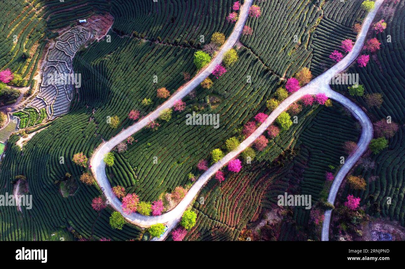 Longyan china cherry blossoms hi-res stock photography and images - Alamy