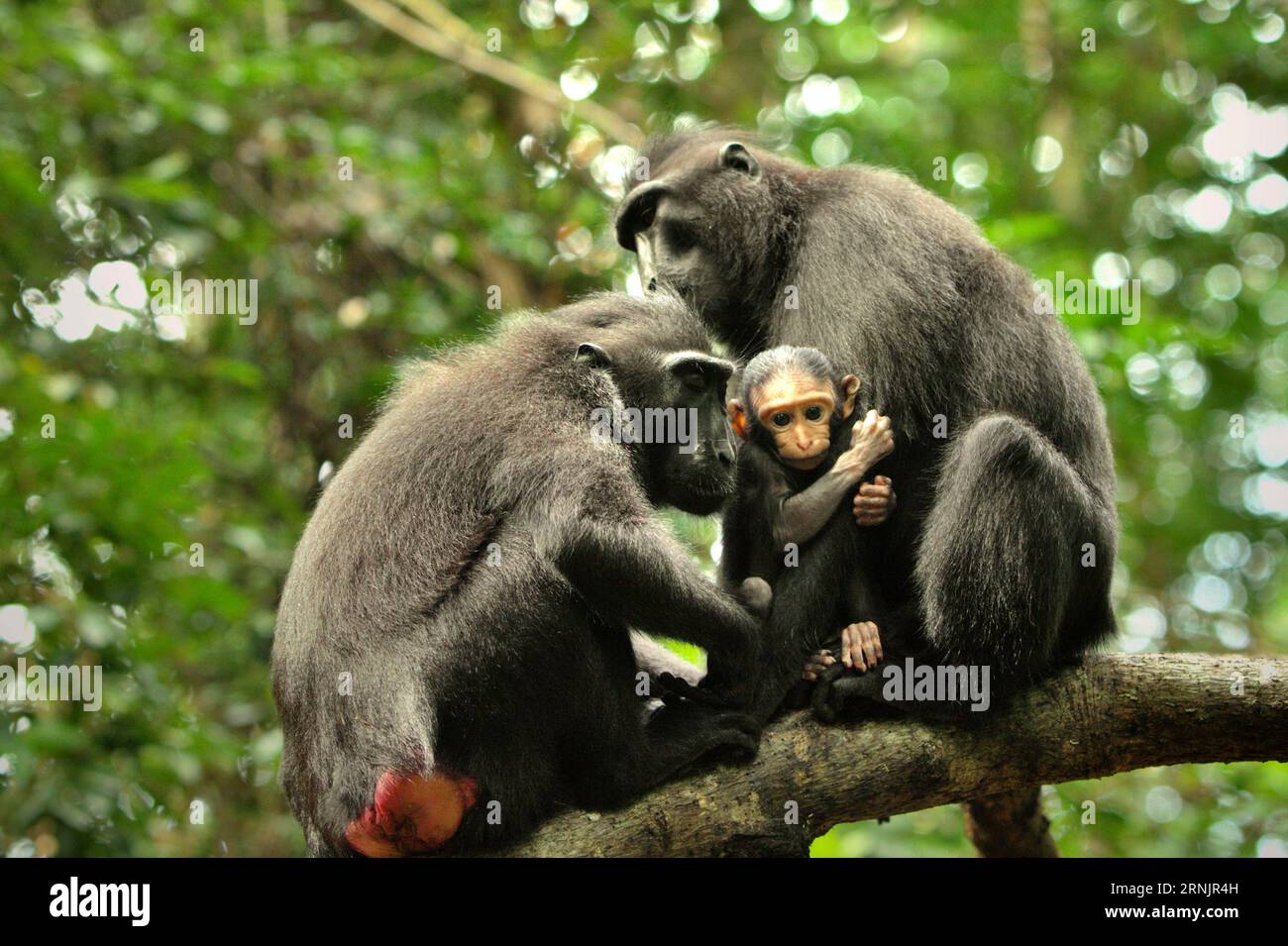 Primate weaning hi-res stock photography and images - Alamy