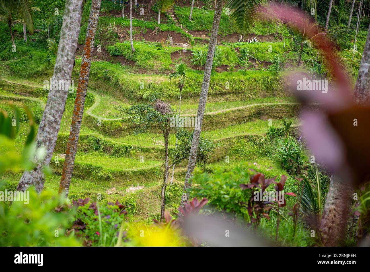 UNESCO rice terraces in Bali, Indonesia Stock Photo - Alamy