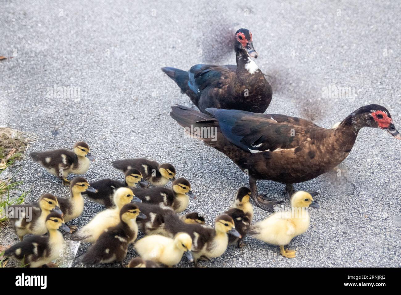 Family of Ducks crossing the road together Stock Photo - Alamy