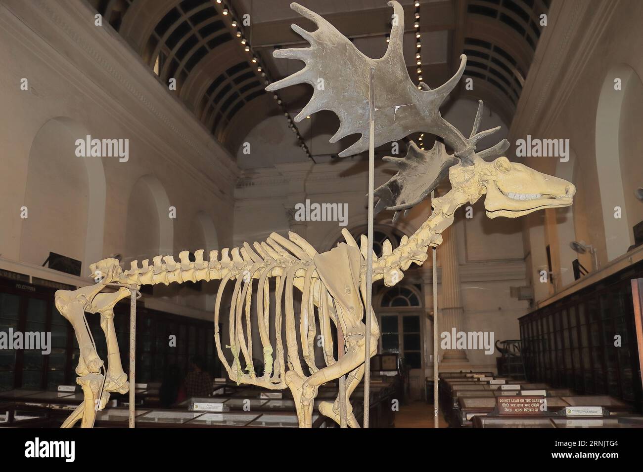 Kolkata, West Bengal, India - 29th August 2023: A giant skeleton of ...