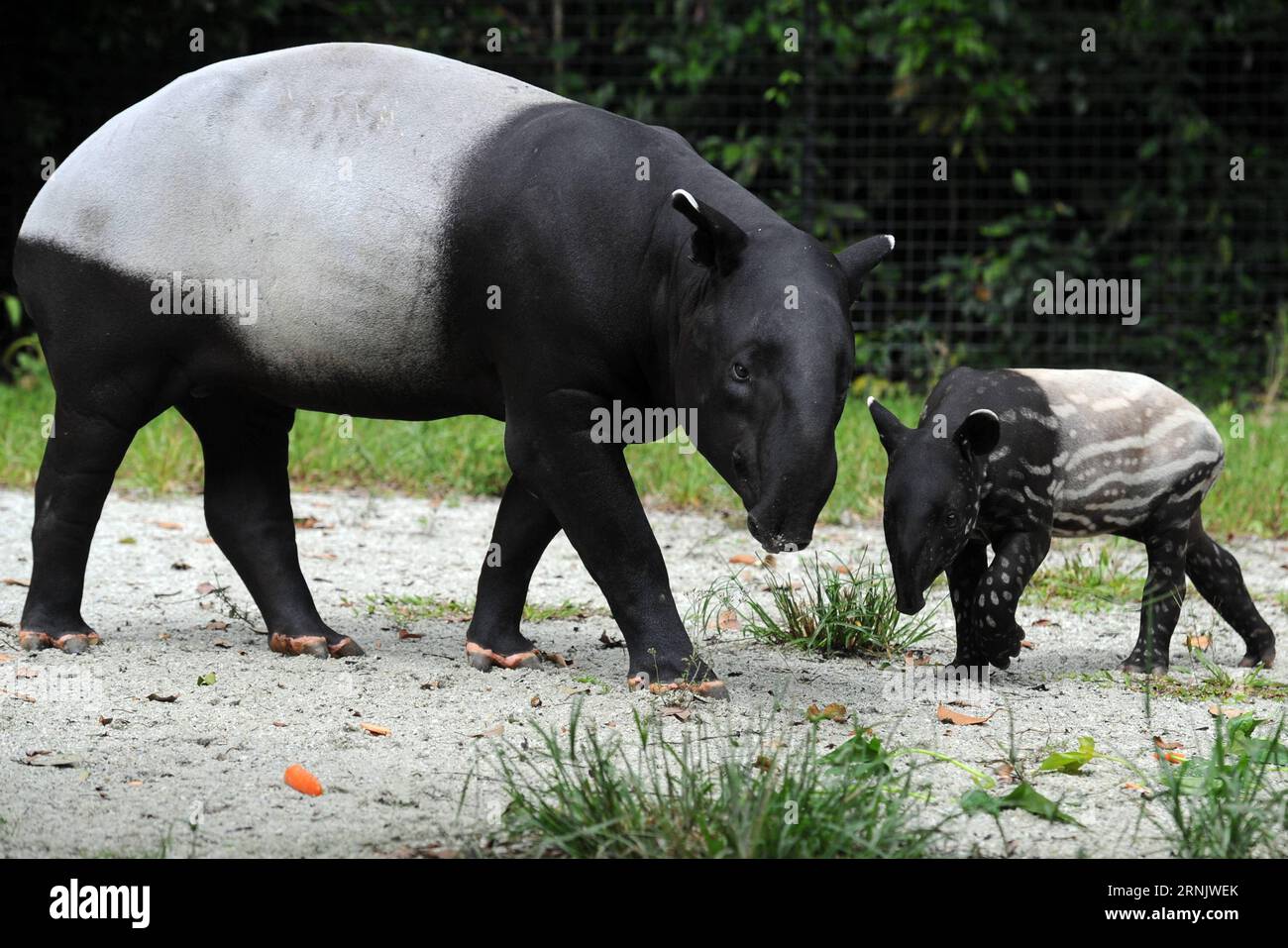 Tapir enclosure hi-res stock photography and images - Alamy