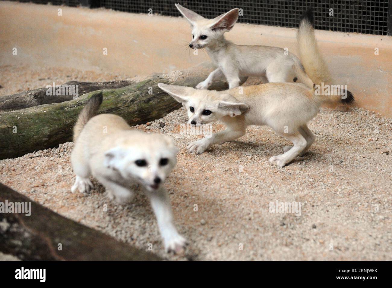 A trio of fennec fox cubs run around in a sand pit at the Night Safari ...