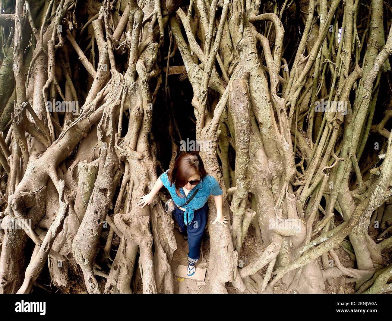 (170216) -- AURORA, Feb. 16, 2017 -- A tourist walks between roots of a ...