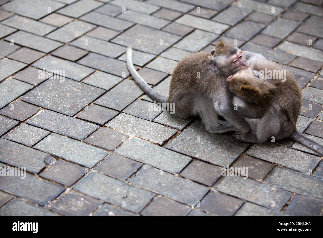 Two adorable wild monkeys showing affection Stock Photo - Alamy