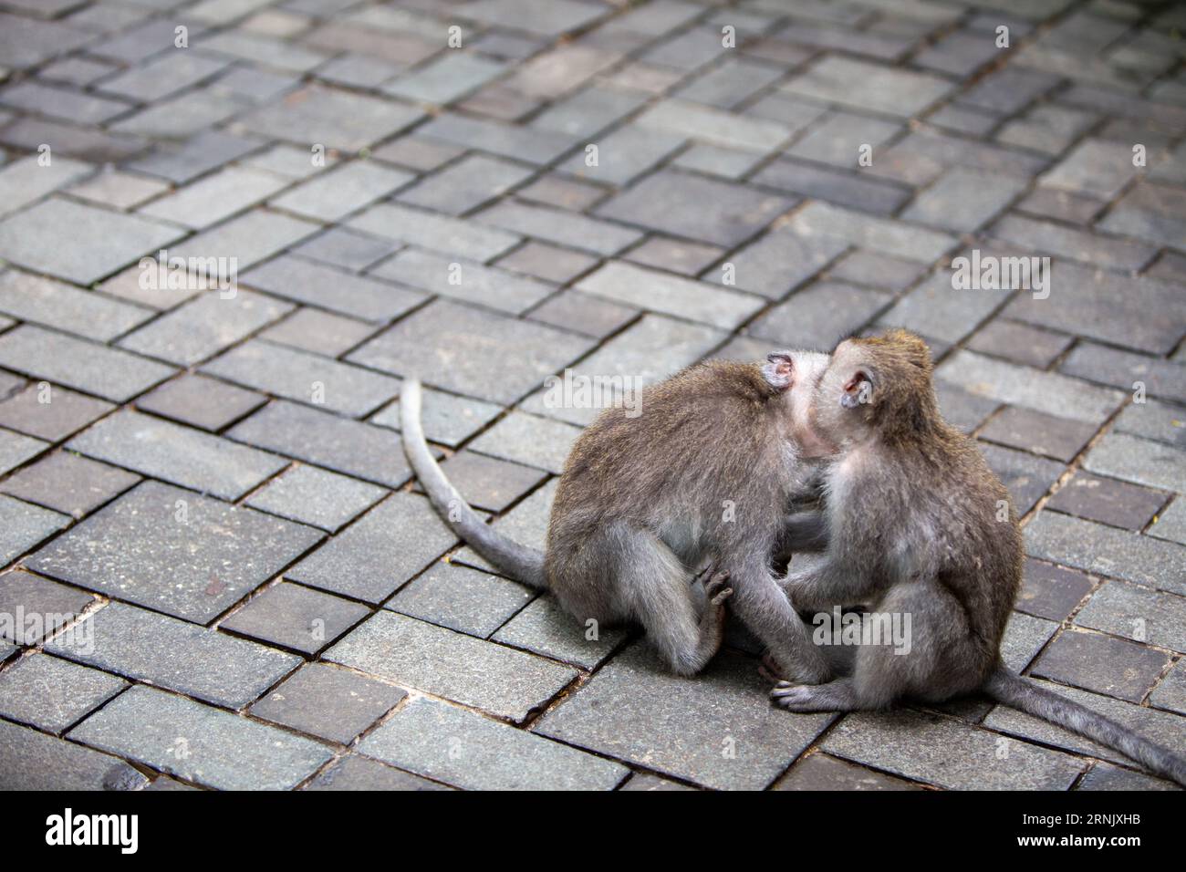 Primeapes hi-res stock photography and images - Alamy
