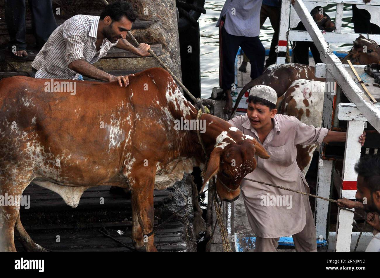 A load of bull hi-res stock photography and images - Alamy