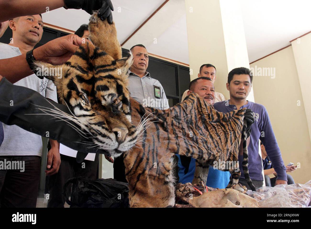 Sumatran Tiger Poaching