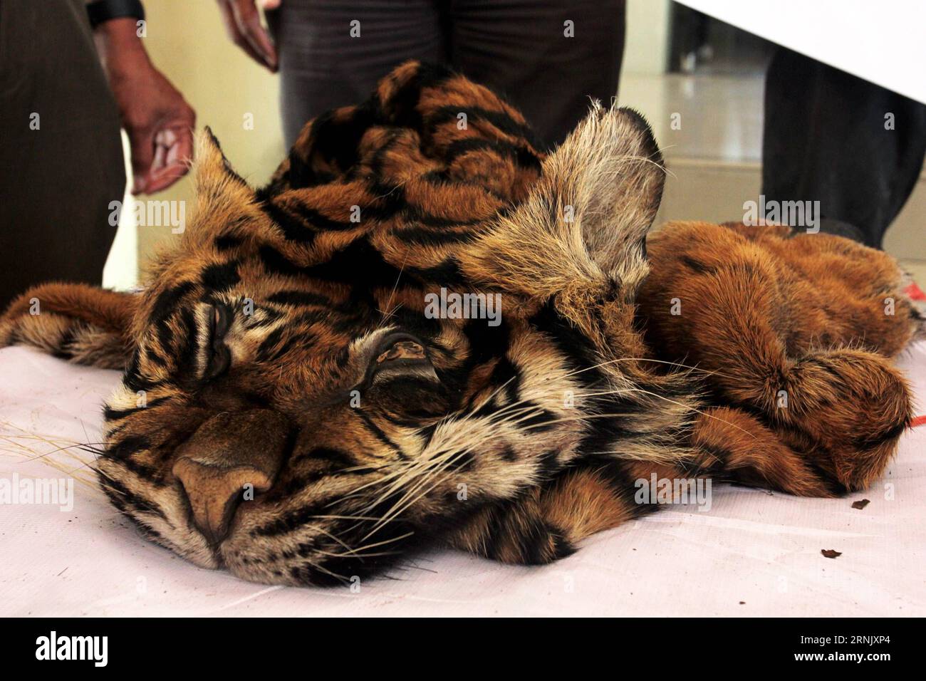 Sumatran tiger skin hi-res stock photography and images - Alamy