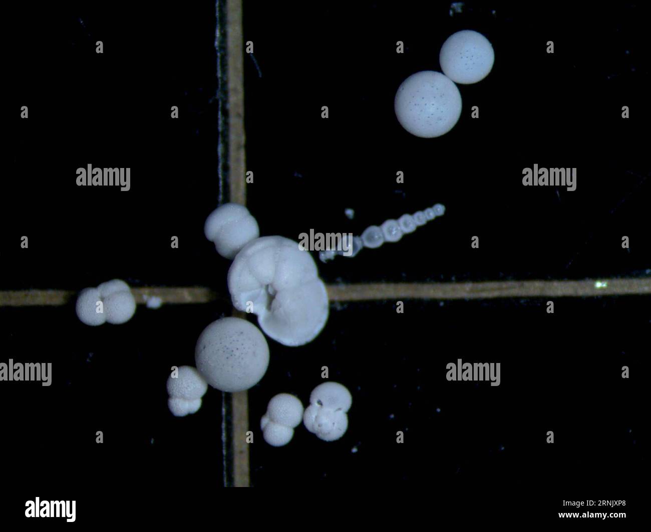 Foraminifera samples drilled from the seafloor of the South China Sea ...