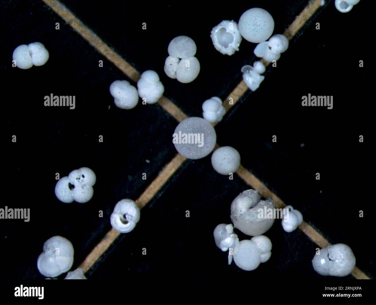 Foraminifera samples drilled from the seafloor of the South China Sea ...