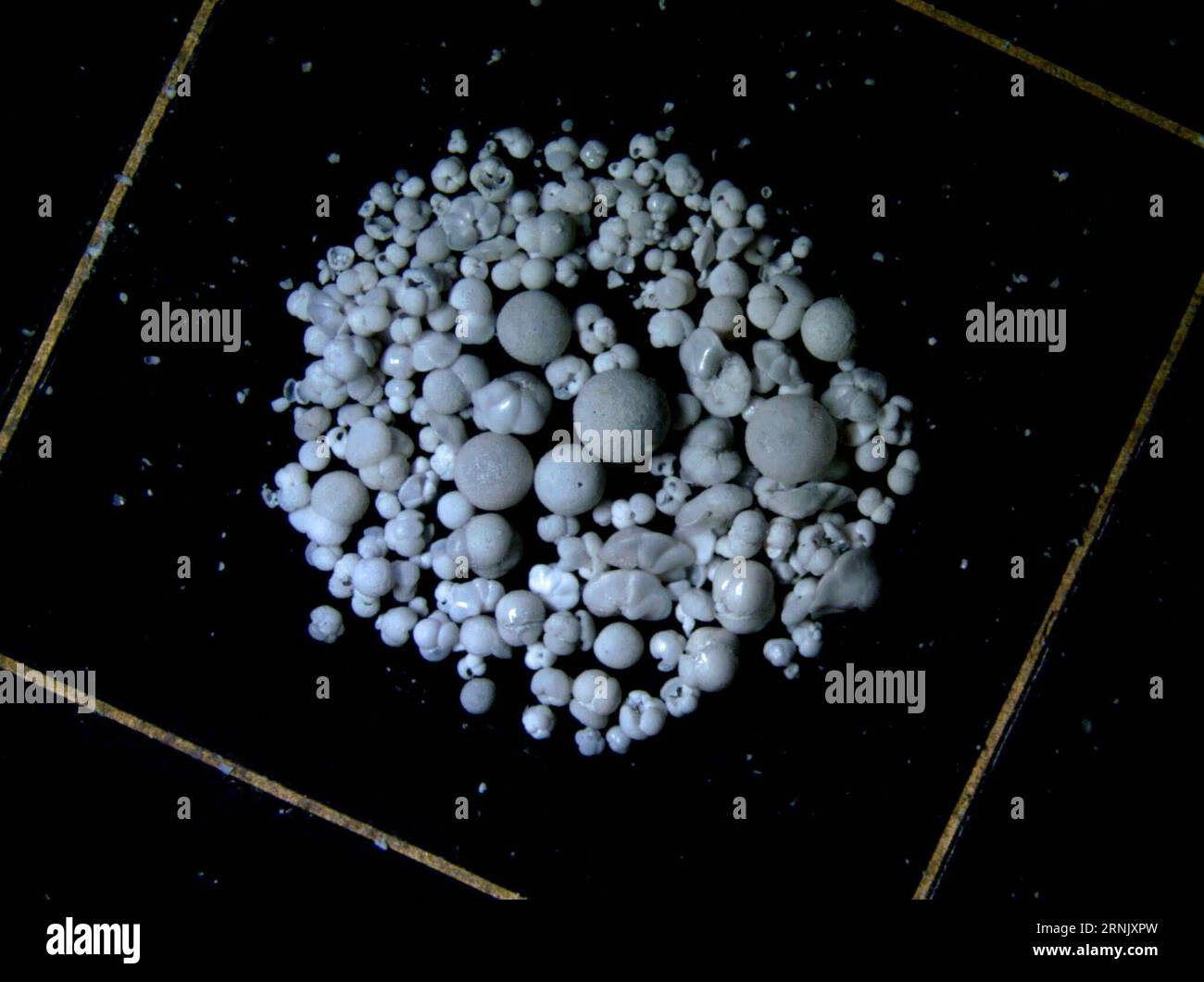Foraminifera samples drilled from the seafloor of the South China Sea ...