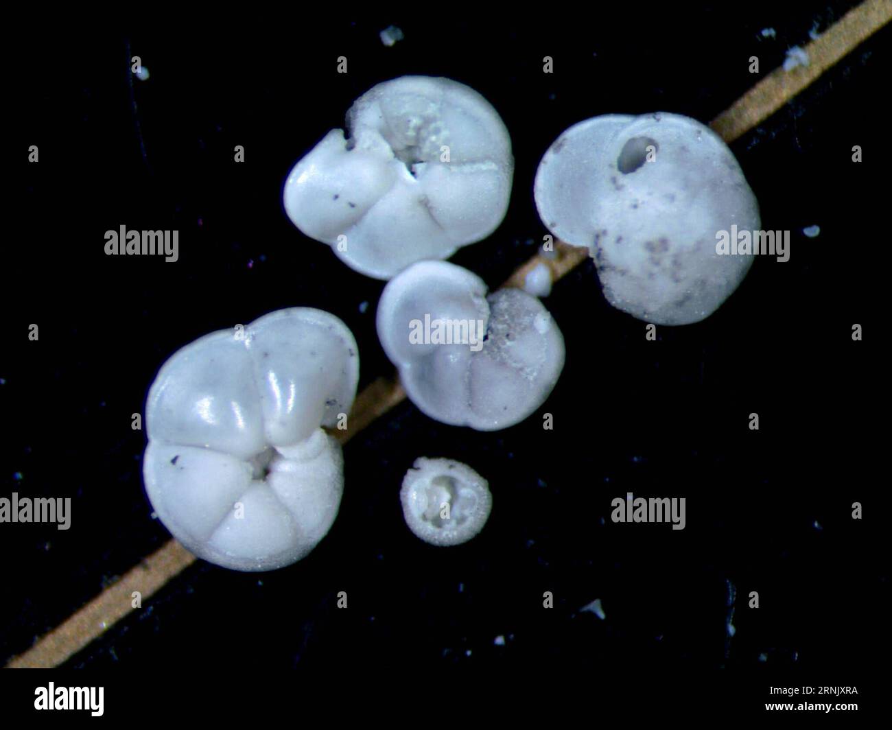 Foraminifera samples drilled from the seafloor of the South China Sea ...