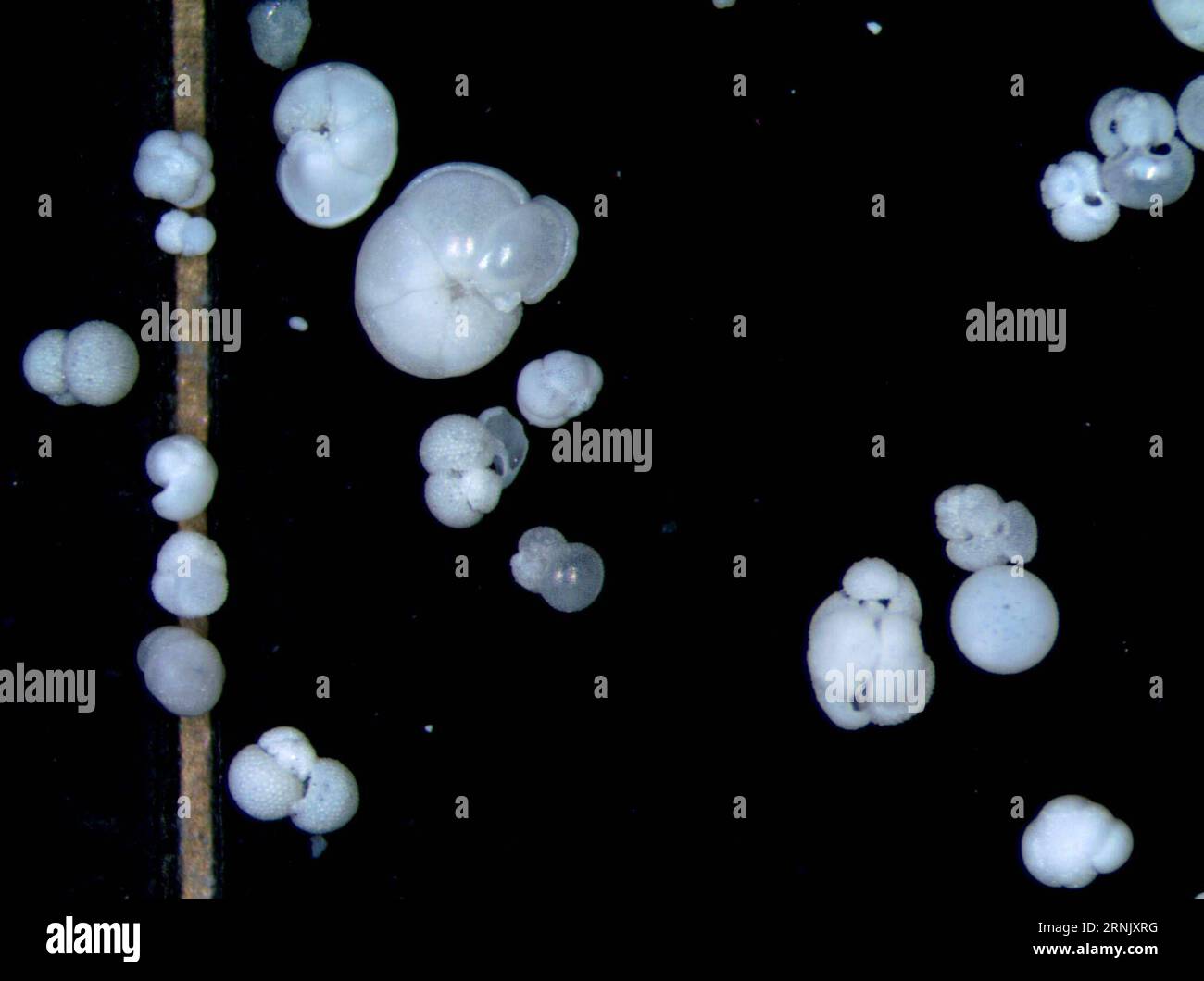 Foraminifera samples drilled from the seafloor of the South China Sea ...