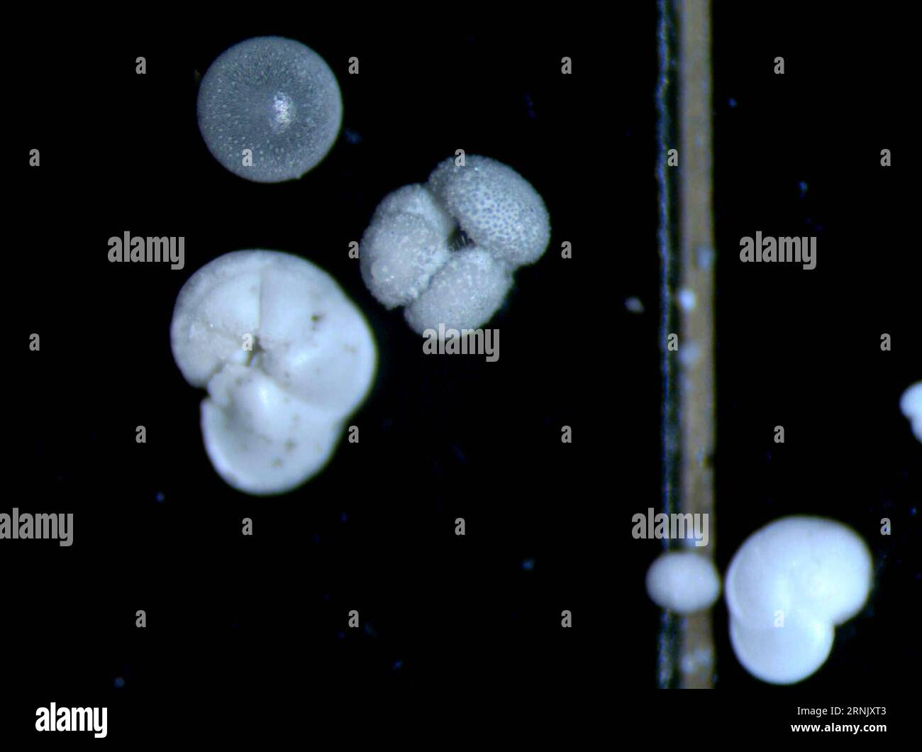 Foraminifera samples drilled from the seafloor of the South China Sea ...