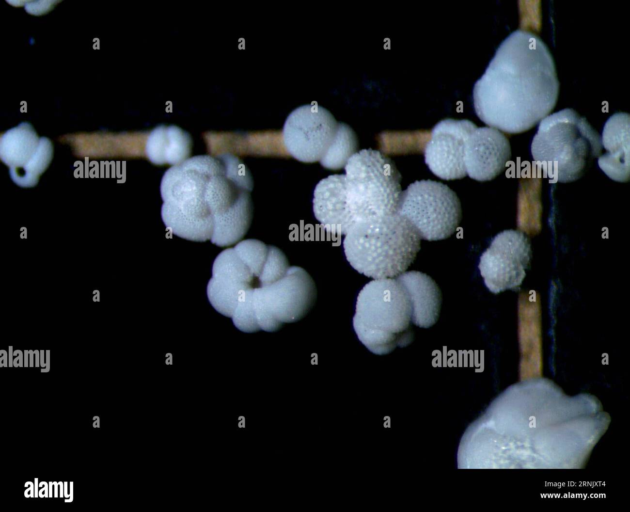 Foraminifera samples drilled from the seafloor of the South China Sea ...