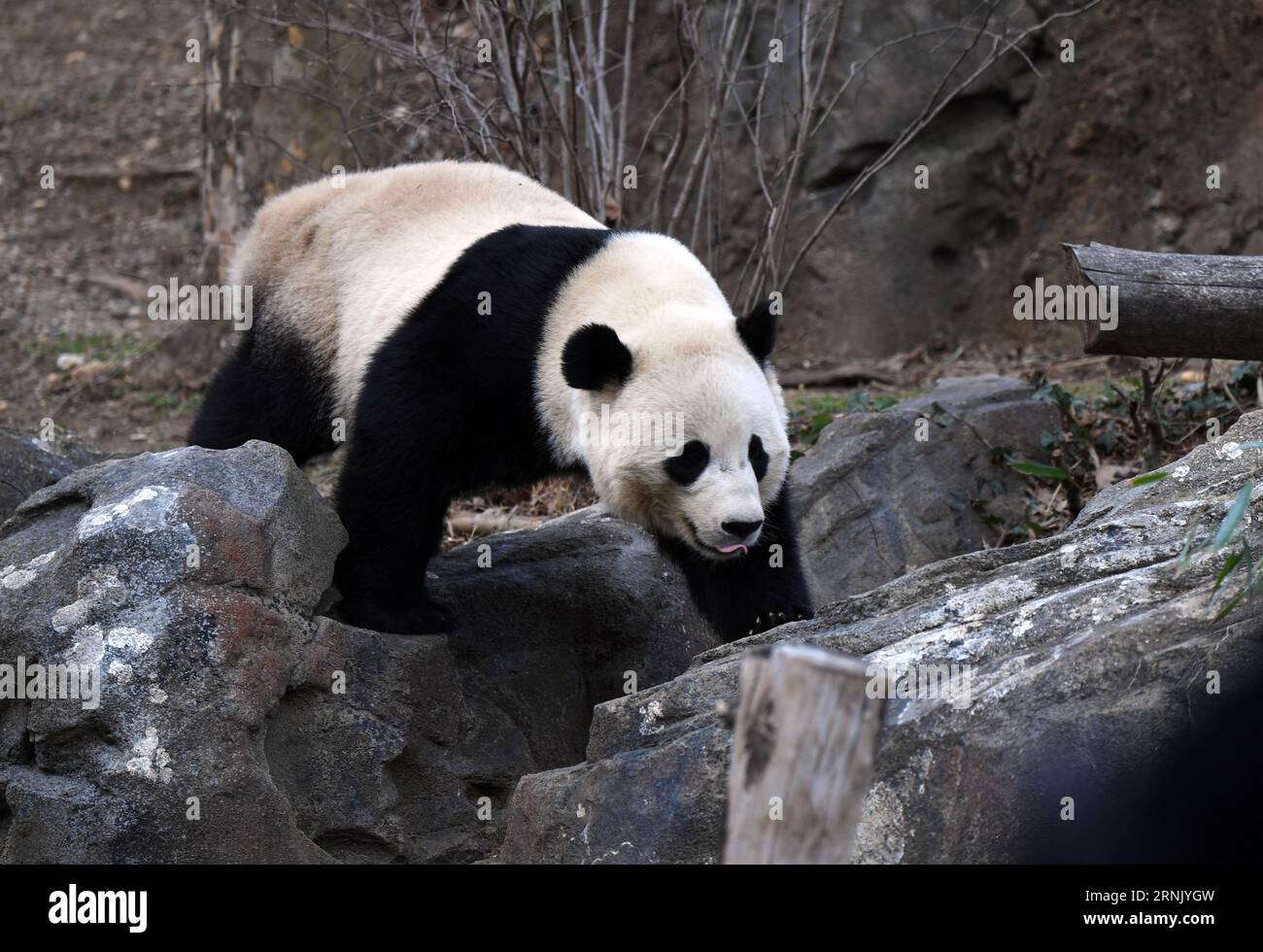 Giant panda Bao Bao plays at Smithsonian s National Zoo in Washington D ...