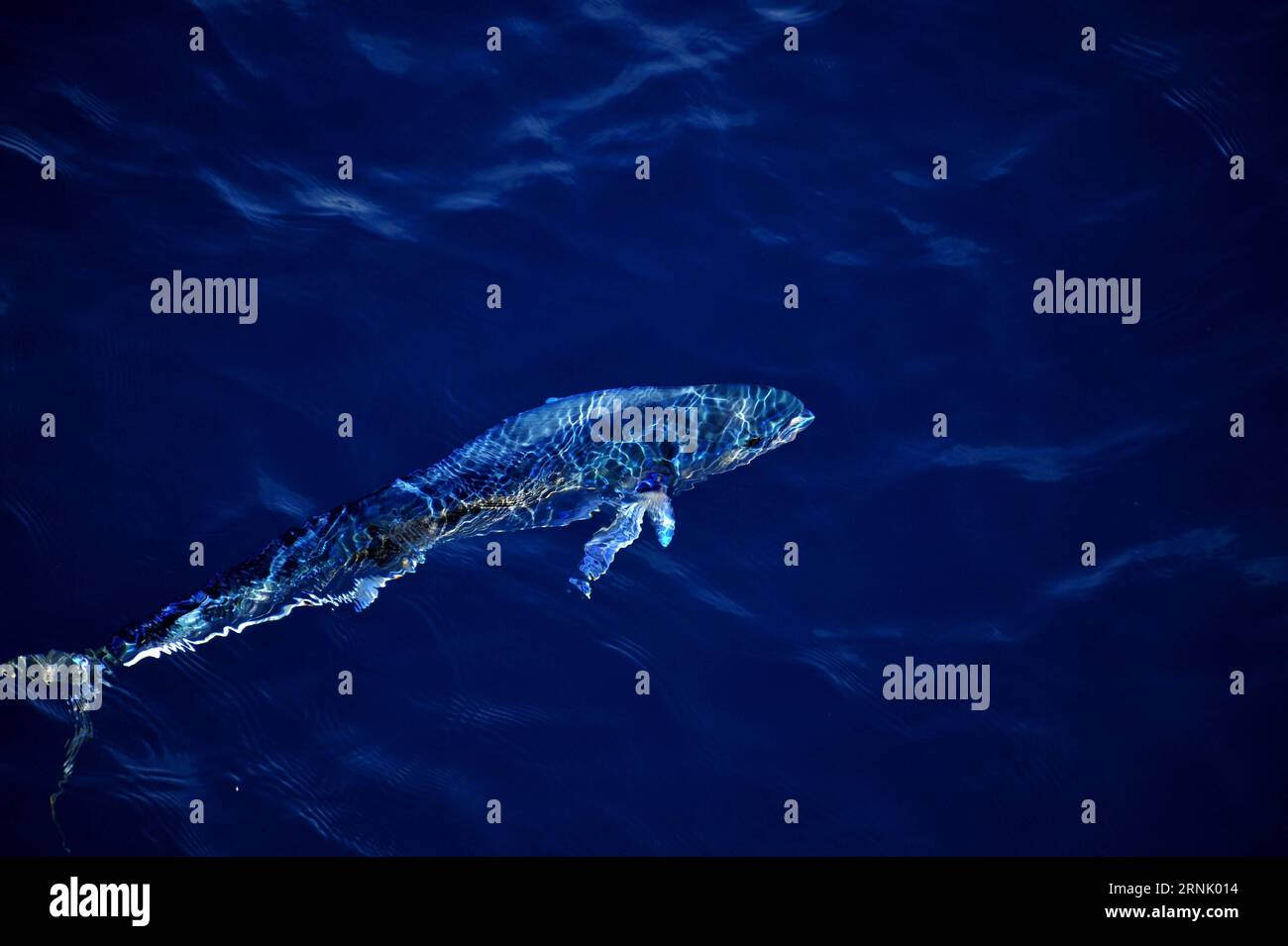 ABOARD JOIDES RESOLUTION, Feb. 22, 2017 -- A dolphinfish, also known as ...